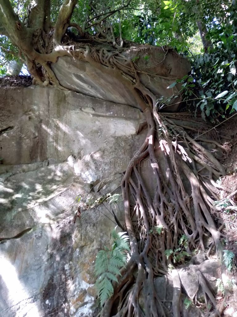 12,294 Tree Roots Rock Stock Photos - Free & Royalty-Free Stock Photos ...