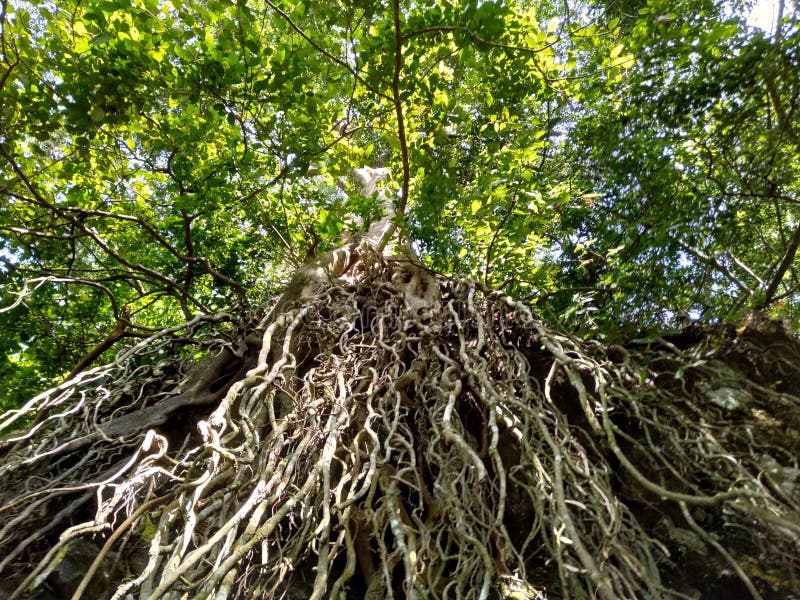 Long Tree Roots from the Top of the Cliff Stock Photo - Image of fall ...
