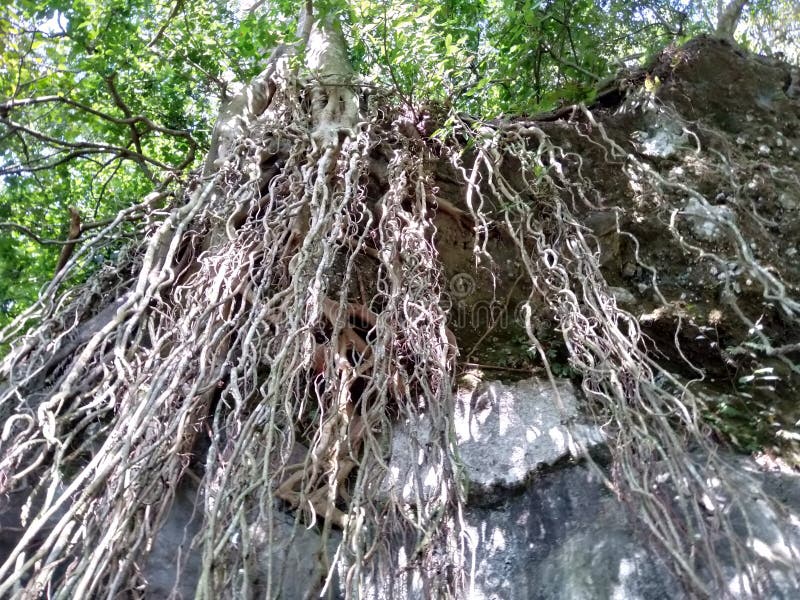 Long Tree Roots from the Top of the Cliff Stock Image - Image of canada ...