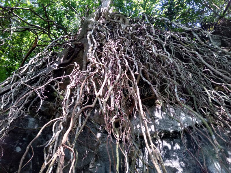 Long Tree Roots from the Top of the Cliff Stock Image - Image of canada ...