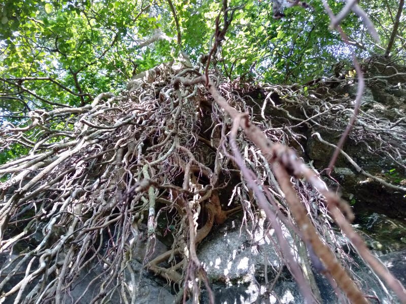 Long Tree Roots from the Top of the Cliff Stock Image - Image of moss ...