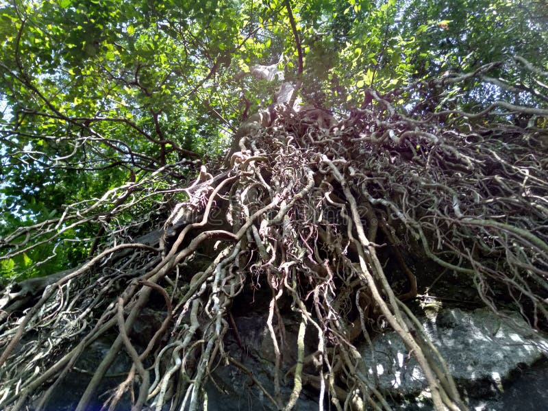 Long Tree Roots from the Top of the Cliff Stock Photo - Image of ...