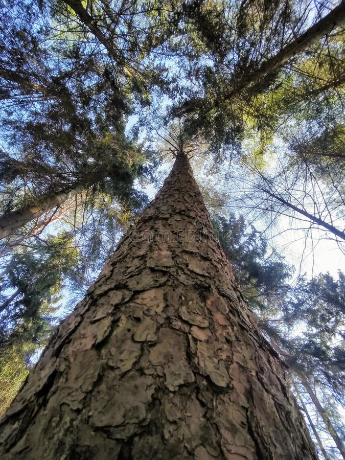 Long tree in the sky stock photo. Image of long, tree - 146470138