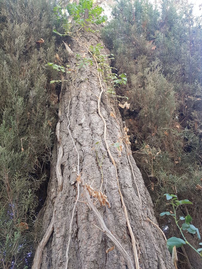 Long Tree with Small Branches Stock Image - Image of small, nature ...