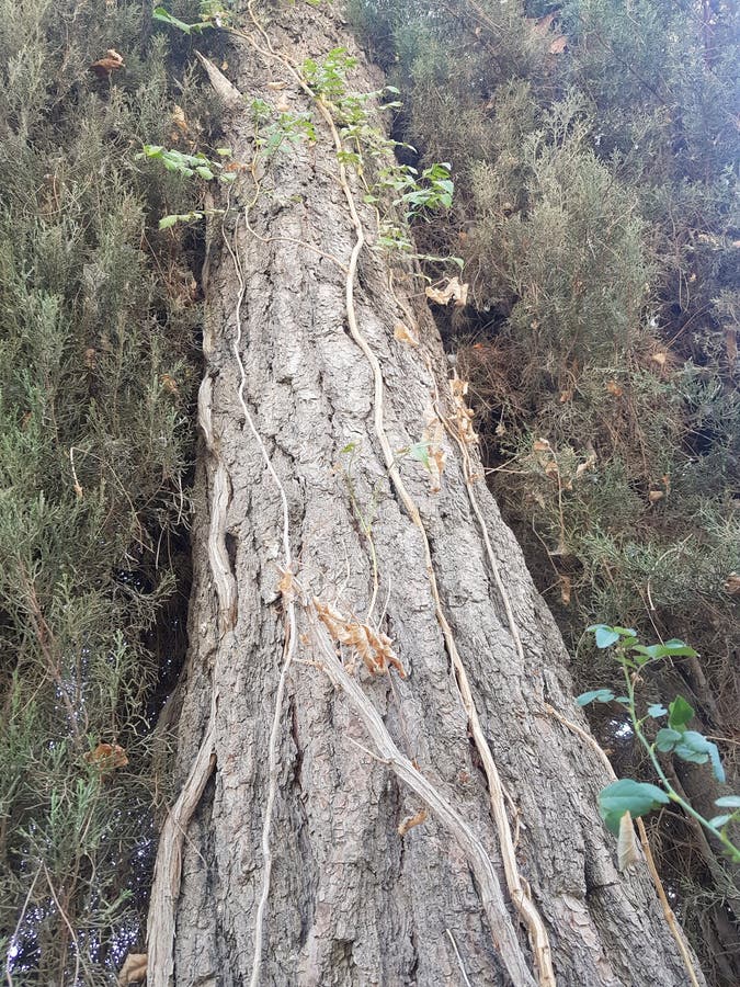 Long Tree with Small Branches Stock Photo - Image of tree, leaves ...