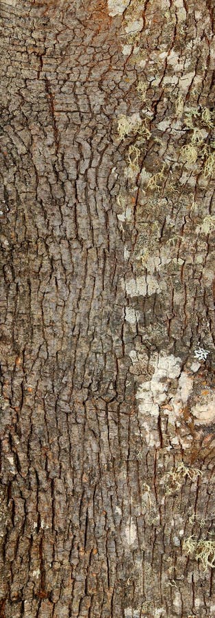 Long tree texture stock photo. Image of macro, tree, texture - 11071906