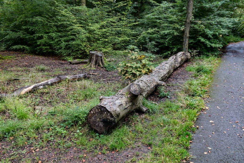 Long Tree Trunk stock photo. Image of country, tree - 126612476