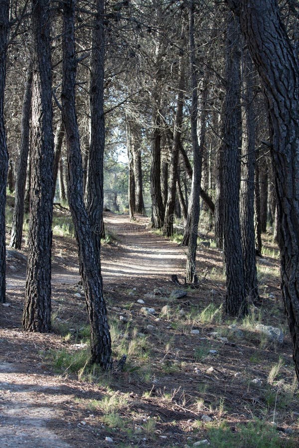 Tree Trunks in the Forest with Grass Ground, Vertical Shot Stock Image ...