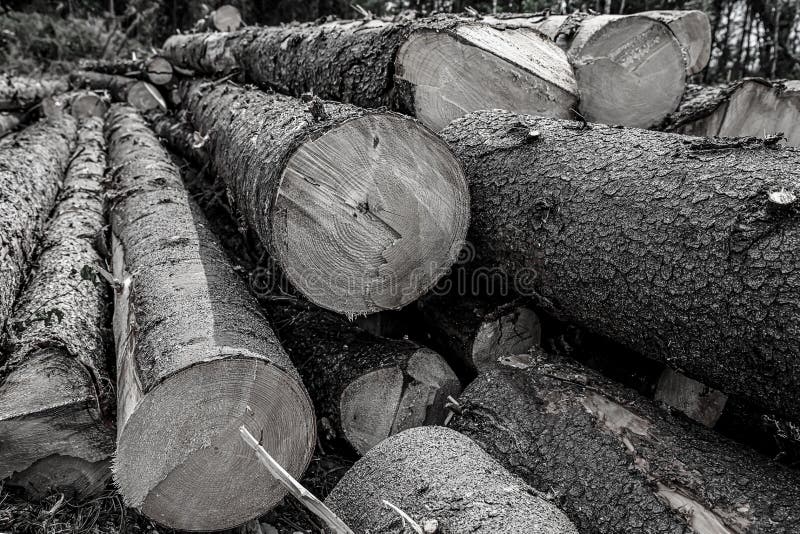 Long Tree Trunks Large Trees Toned Background. Design Basis of a ...