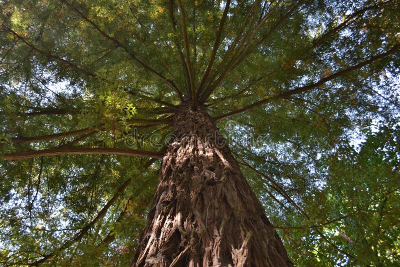 Long tree stock photo. Image of long, tree, village, great - 59099616