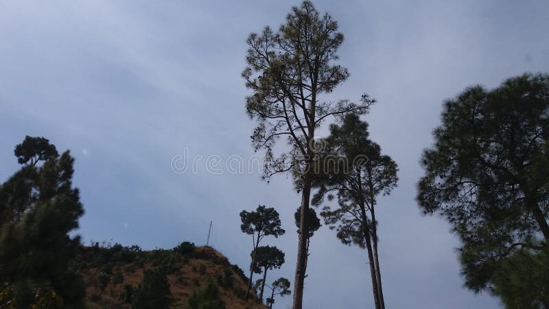 Long trees stock photo. Image of forest, trees, bunch - 111891220