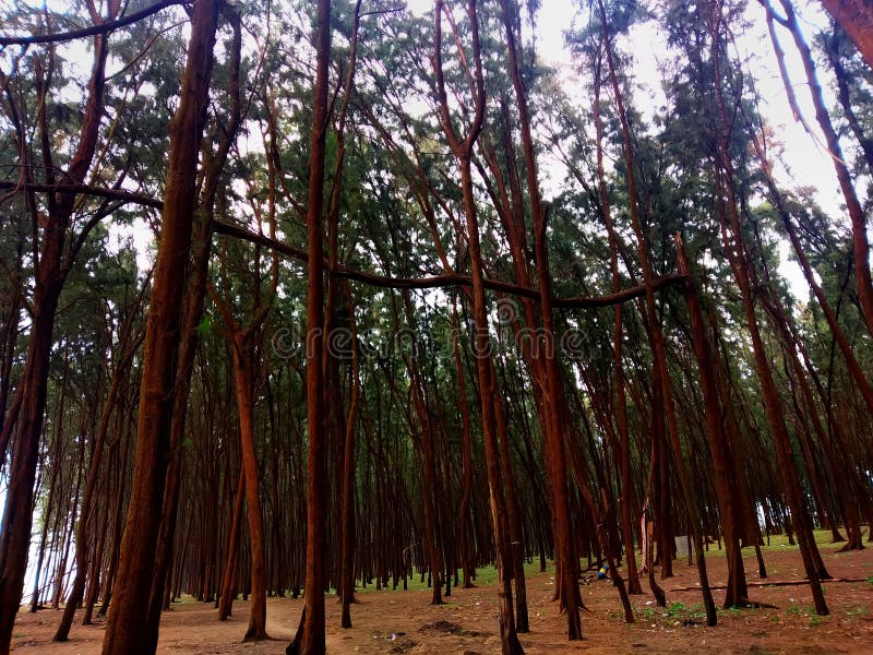 Long Trees on Coastal Area in India Stock Image - Image of fauna ...