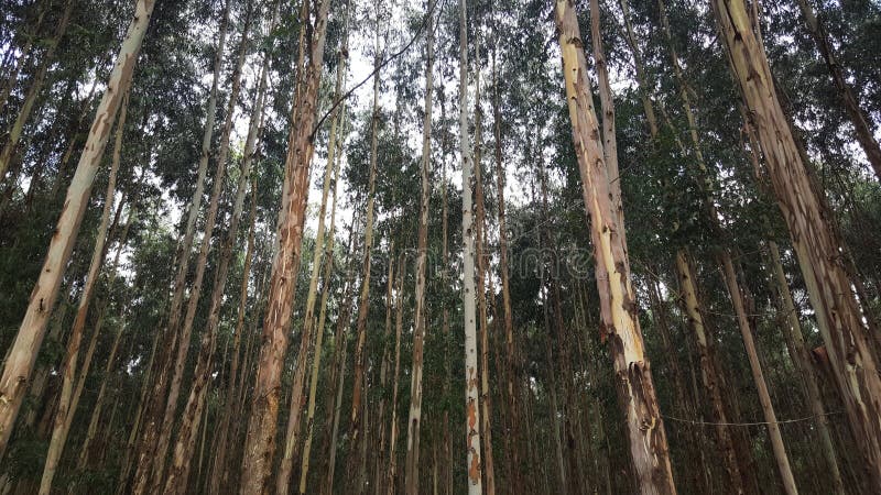 Long trees in a forest stock image. Image of green, drakensberg - 100111801