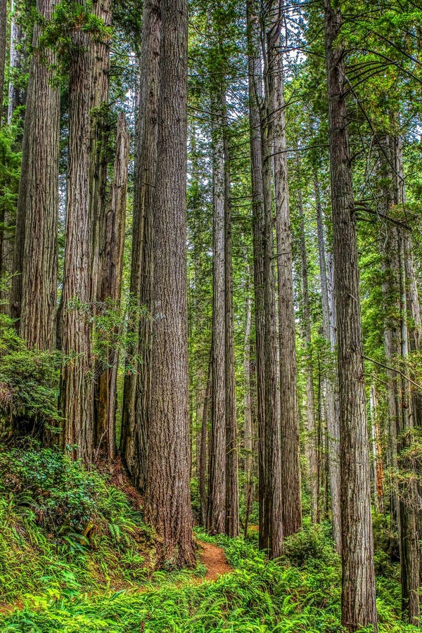 Long Trees and Sunlight Coming through the Tangled Branches in a Forest ...