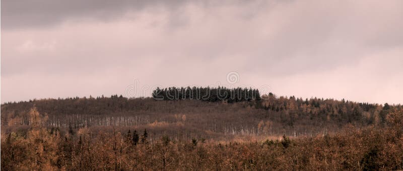 Long trees in forest far stock photo. Image of dynamic - 28862542