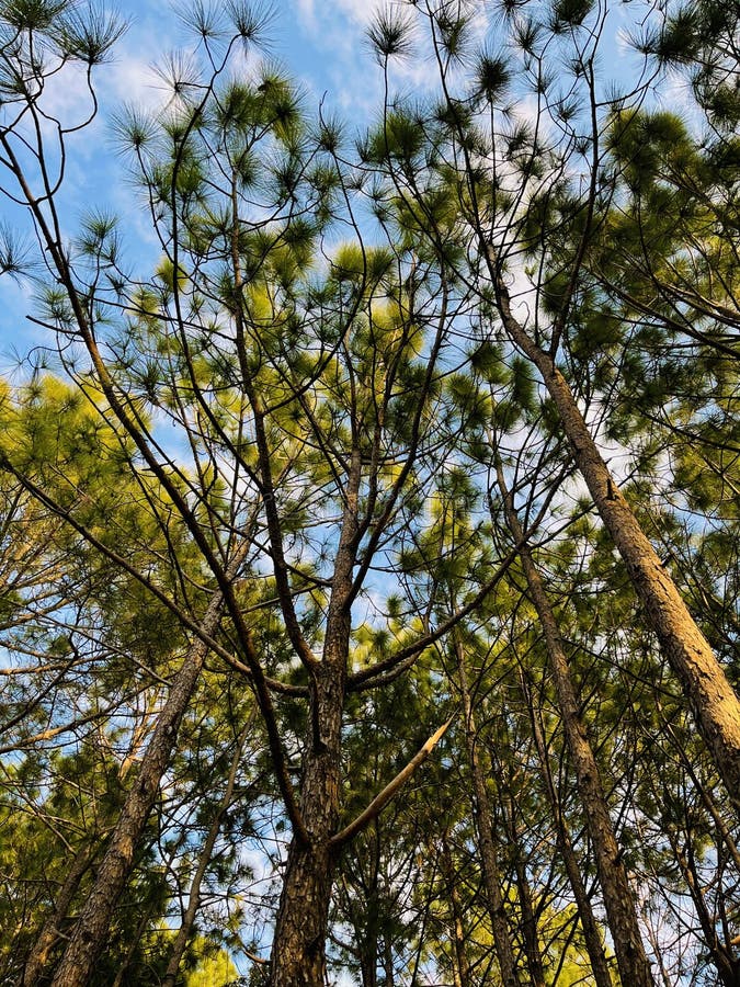 Long Trees in Forest ,mountain Trees, Greenery, Beautiful Forests Stock ...