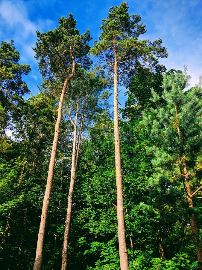 Long trees in the forest s stock photo. Image of forests - 179823894