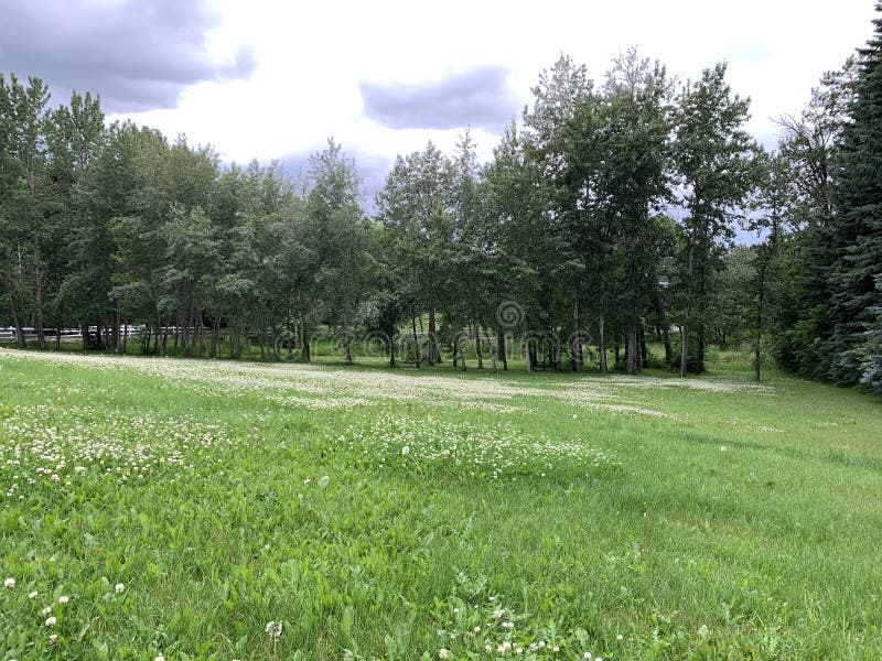 Long trees garden stock photo. Image of shrub, pasture - 189407632