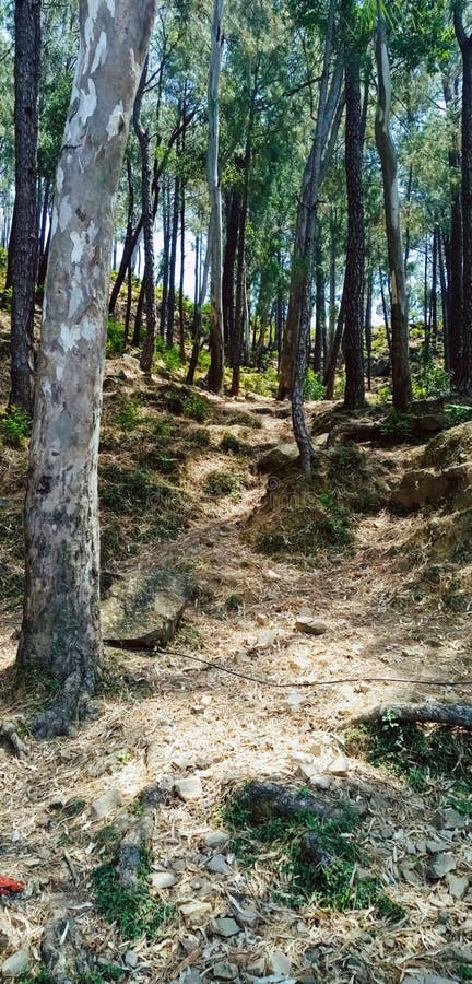 Long trees in the jungle stock image. Image of meme - 166725073