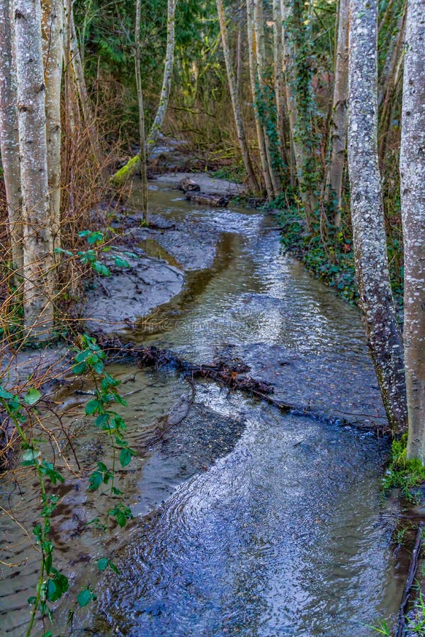 Long Trees and Stream stock image. Image of forest, state - 242038297