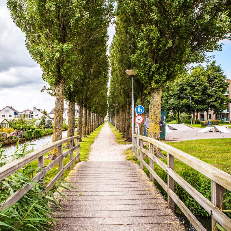 Long Trees in Park Close-up Stock Image - Image of grass, pastoral ...