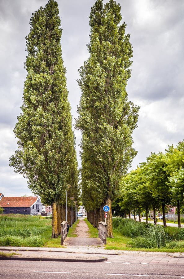 Long Trees in Park Close-up Stock Photo - Image of nature, long: 78399852