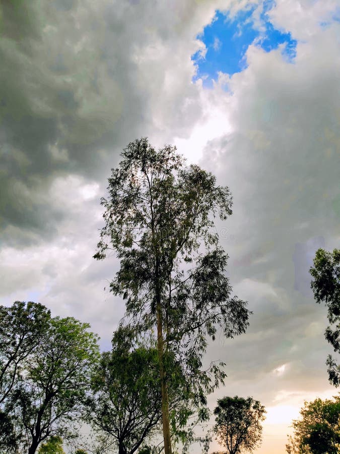 Trees touching the sky stock image. Image of background - 186111849