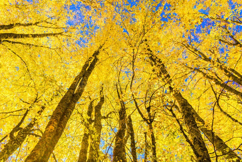 Long Trees Under View in Autumn for Background Stock Image - Image of ...