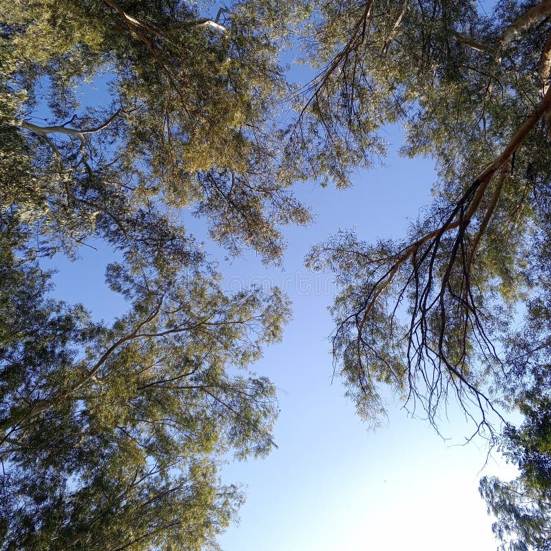 Long trees stock photo. Image of green, plant, grass - 355377530