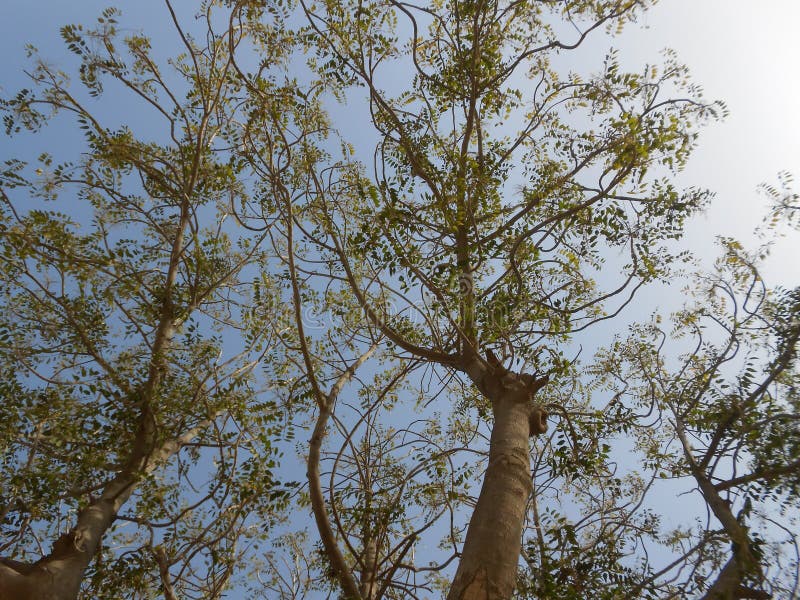 Long trees wallpapers stock photo. Image of beautiful - 126932010