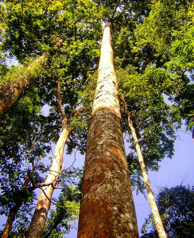 Long Trees in Wild Russian Forest Stock Photo - Image of forest, long ...