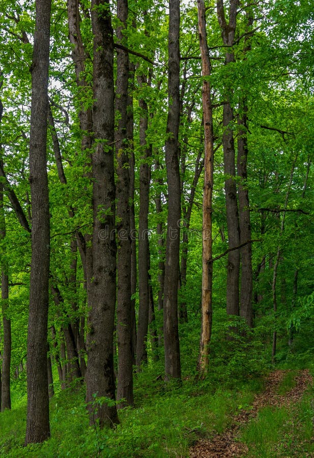 Long Trunks of Oak Trees in the Summer Forest. Stock Image - Image of ...