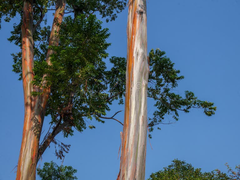 Two Long Trunks of Rainbow Eucalyptus Trees Stock Photo - Image of ...