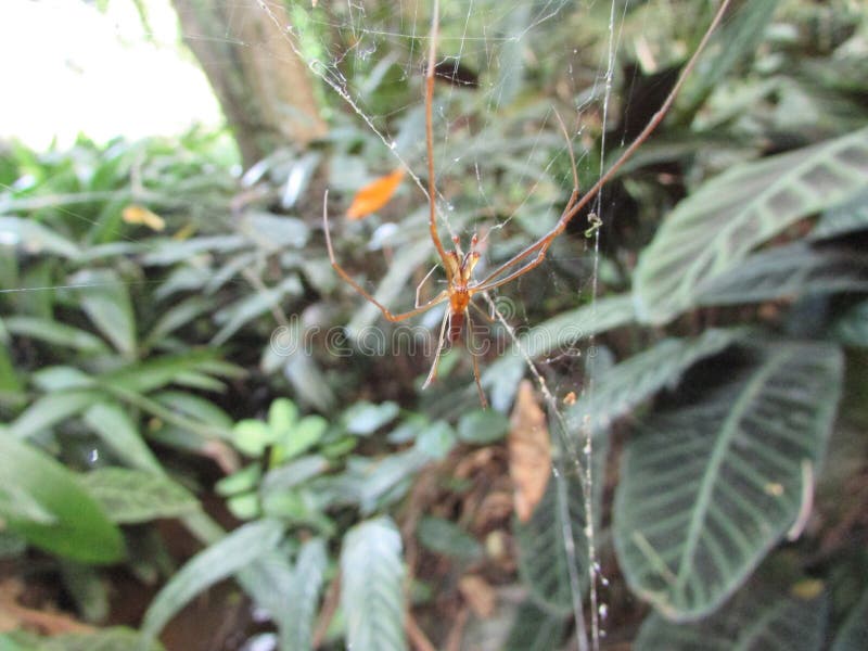 Long-tusked Spider (Tetragnatha) on Its Web in the Middle of the ...