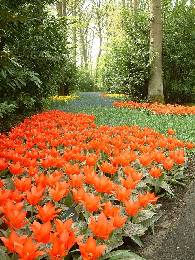 Long View of Colourful Flowers and Trees Stock Image - Image of natural ...