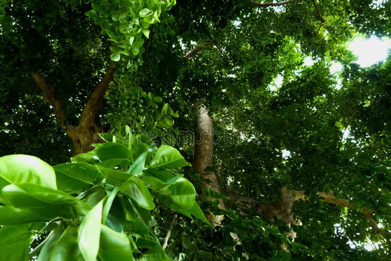 Vine from a tree stock photo. Image of hanging, long - 129495012