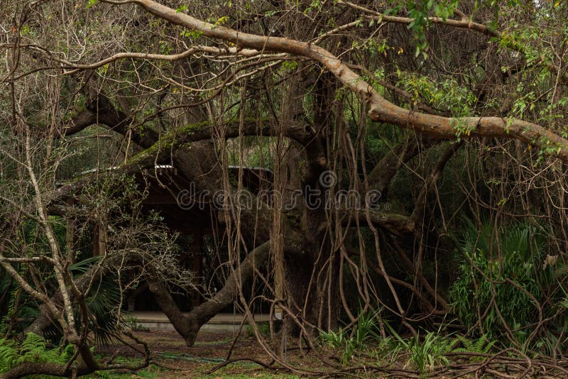 Long vine jungle big tree stock image. Image of bulrush - 174740309