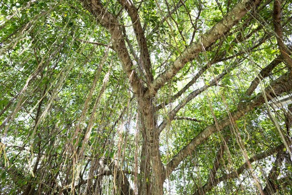 Long vines on a tree stock photo. Image of forest, bright - 92893886