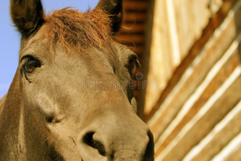 Long visage d'un cheval image stock. Image du brun, oreilles - 269023