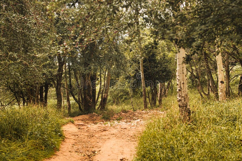 Long walk in the woods stock photo. Image of long, nature - 232292242