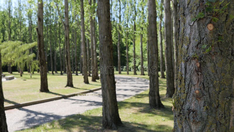 Long Walking Path between Tall Trees in a Park Stock Photo - Image of ...