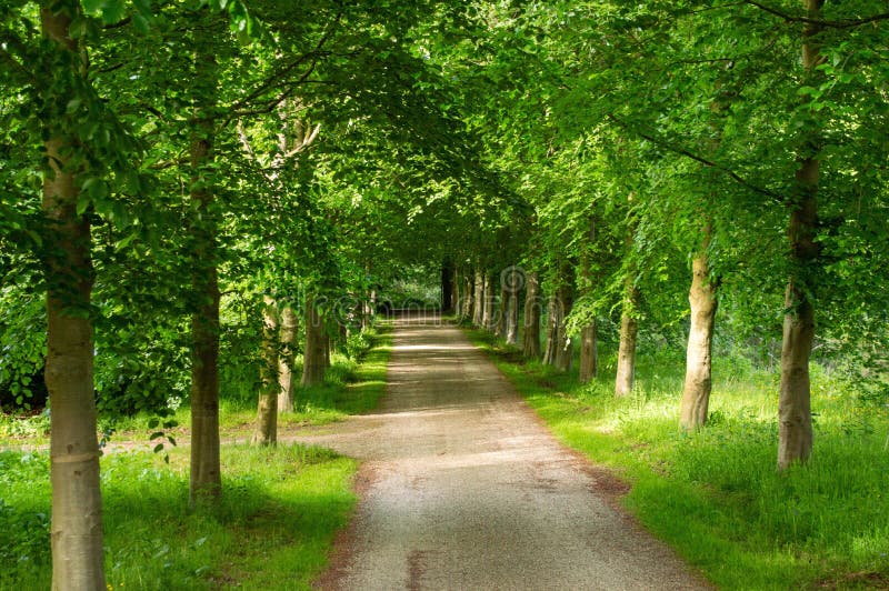 Long Walking Trail through a Bright Green Forest Stock Image - Image of ...