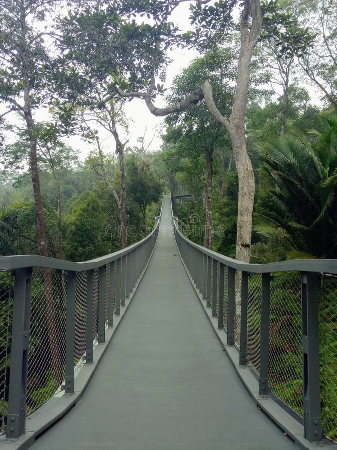 A Long Walkway in Fringe of a Forest. Stock Image - Image of walkway ...