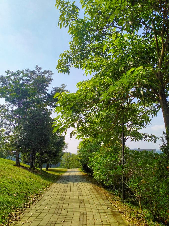 Long Walkway To Go on Green Trees Stock Image - Image of tree, green ...