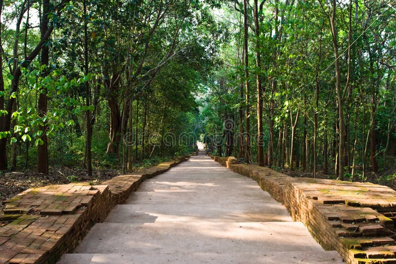Long way stock photo. Image of plant, forest, look, natural - 14101696
