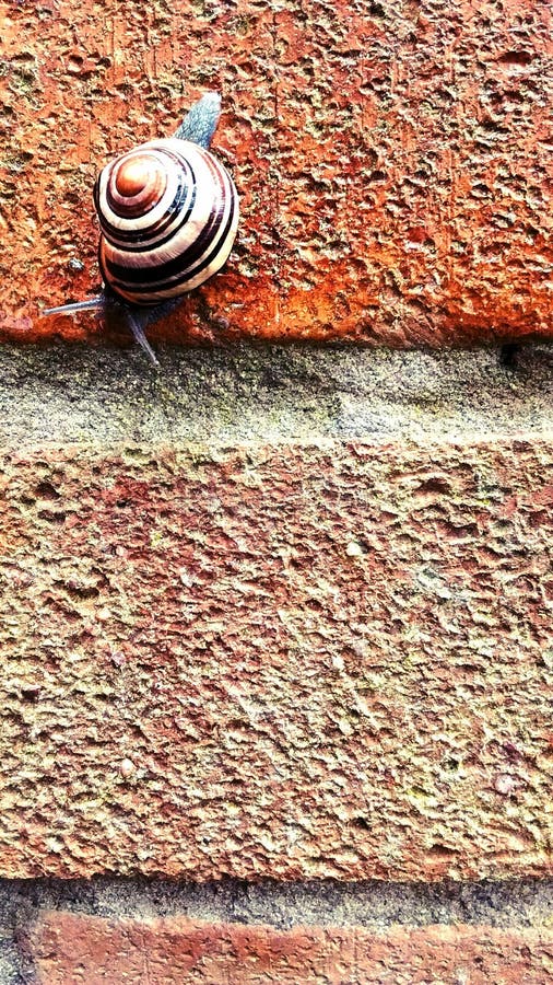 Snail on the brick wall stock photo. Image of nature - 127737280