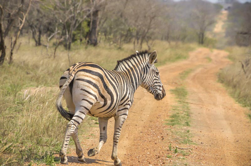 Long Way Home for a Zebra on Thedirt Road Stock Photo - Image of road ...