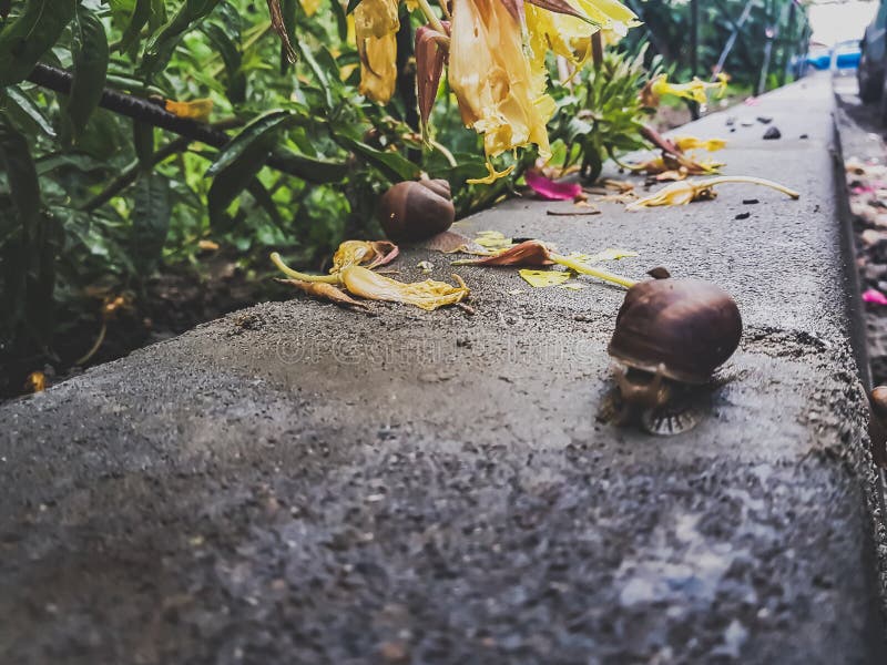 Long way home stock image. Image of highway, home, snail - 151076315