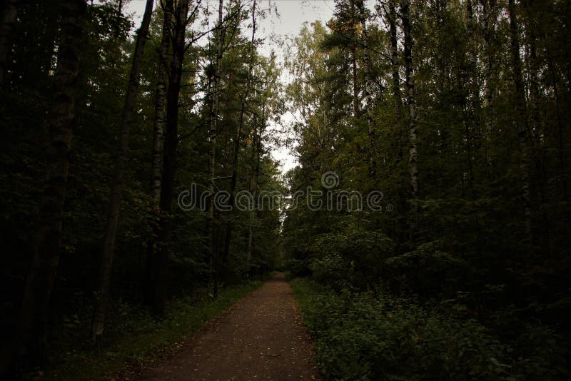 A scary way in the park stock image. Image of plant - 228934989