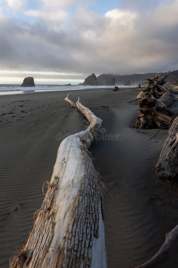 A Long White Log is Laying on the Beach Stock Photo - Image of ...